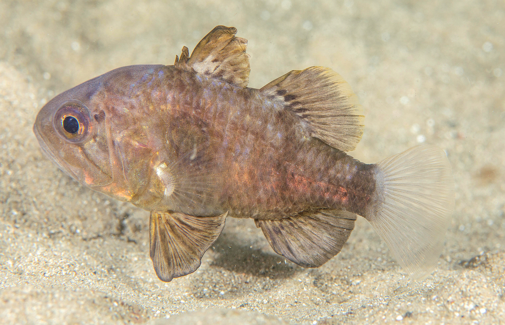 Two-eyed Cardinalfish from Sydney NSW, Australia on September 1, 2022 ...