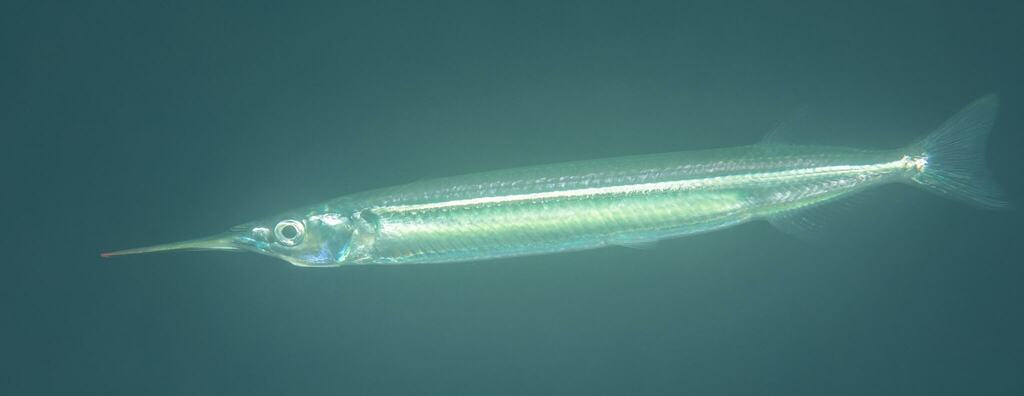 Southern Garfish from Sydney NSW, Australia on September 01, 2022 at 08 ...