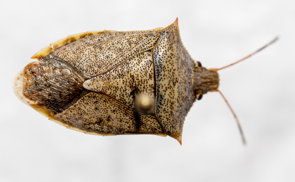 One-spotted Stink Bug from Warren County, OH, USA on August 31, 2022 at ...