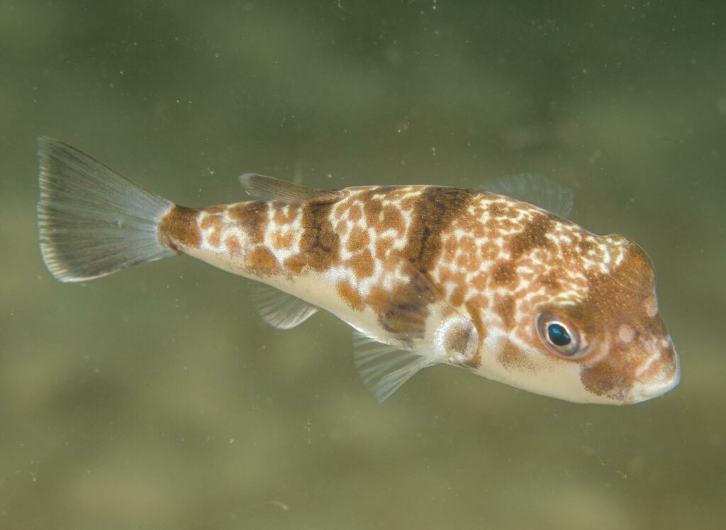 Halstead's Toadfish from Sydney NSW, Australia on September 1, 2022 at ...