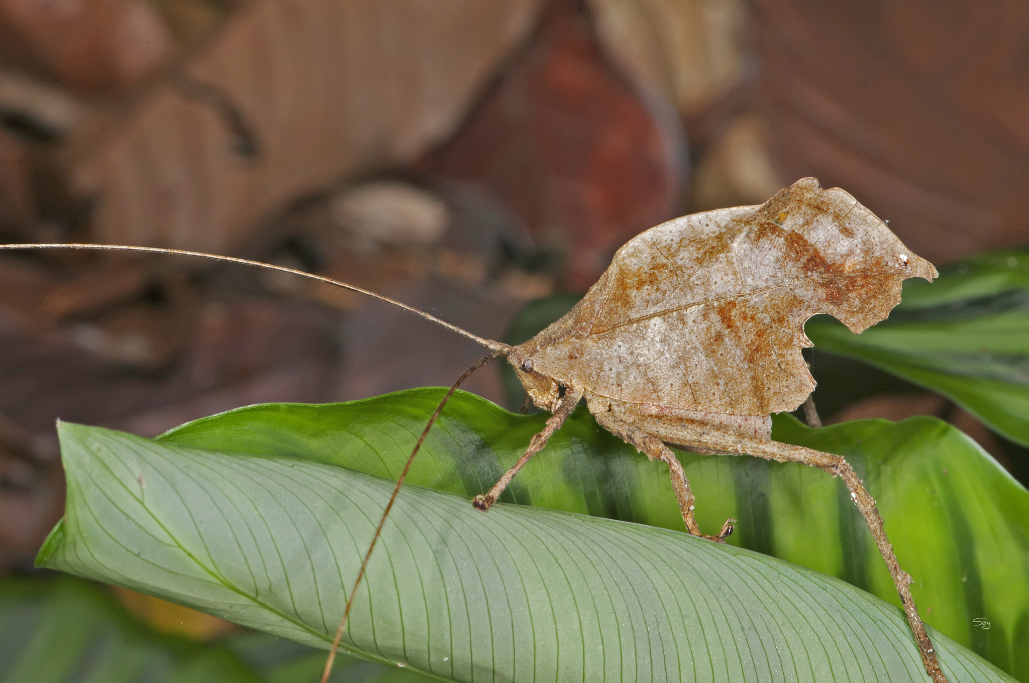 Mimetica Pictet, 1888