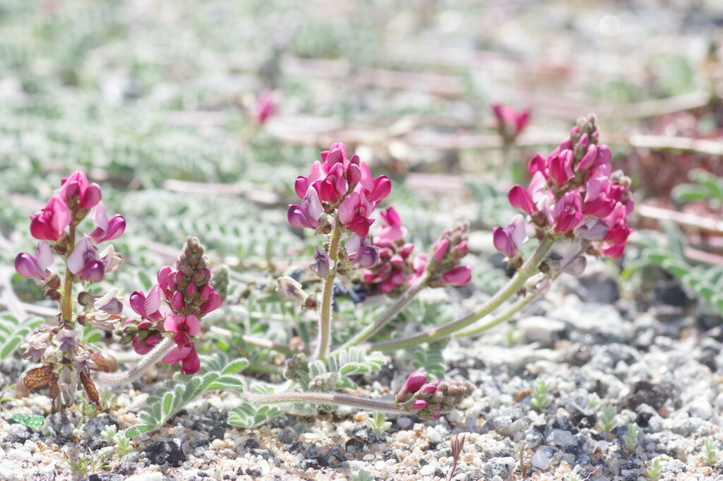 Lessertia eremicola from Augrabies to Hondeklipbaai via Springbok ...