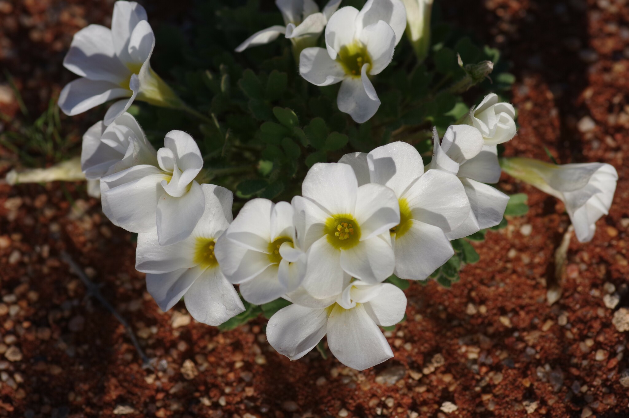 Oxalis annae F.Bolus