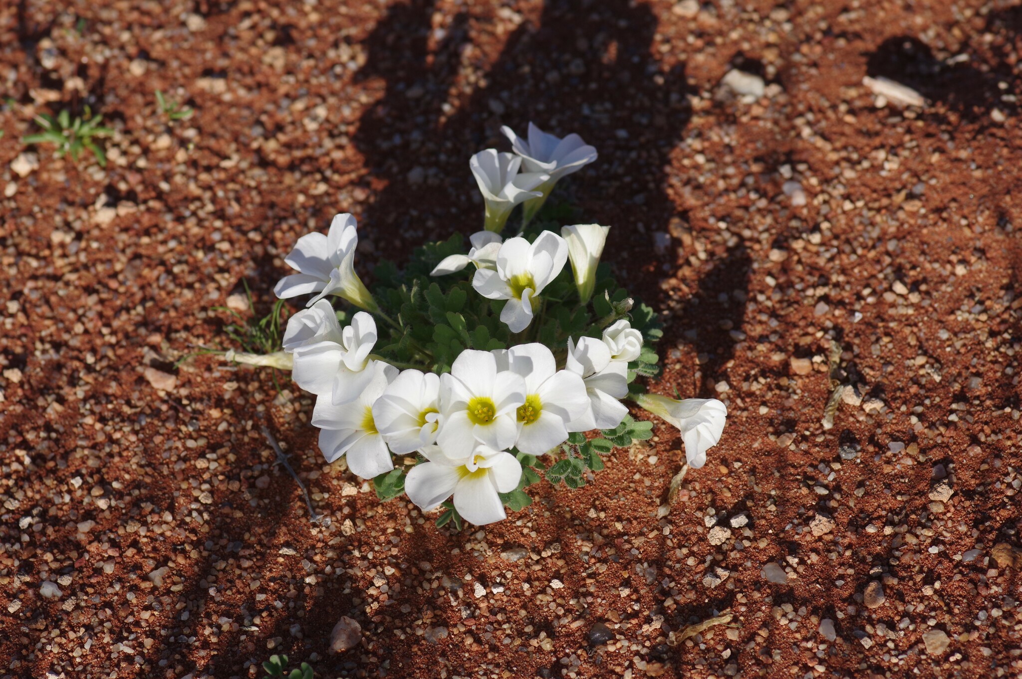 Oxalis annae F.Bolus
