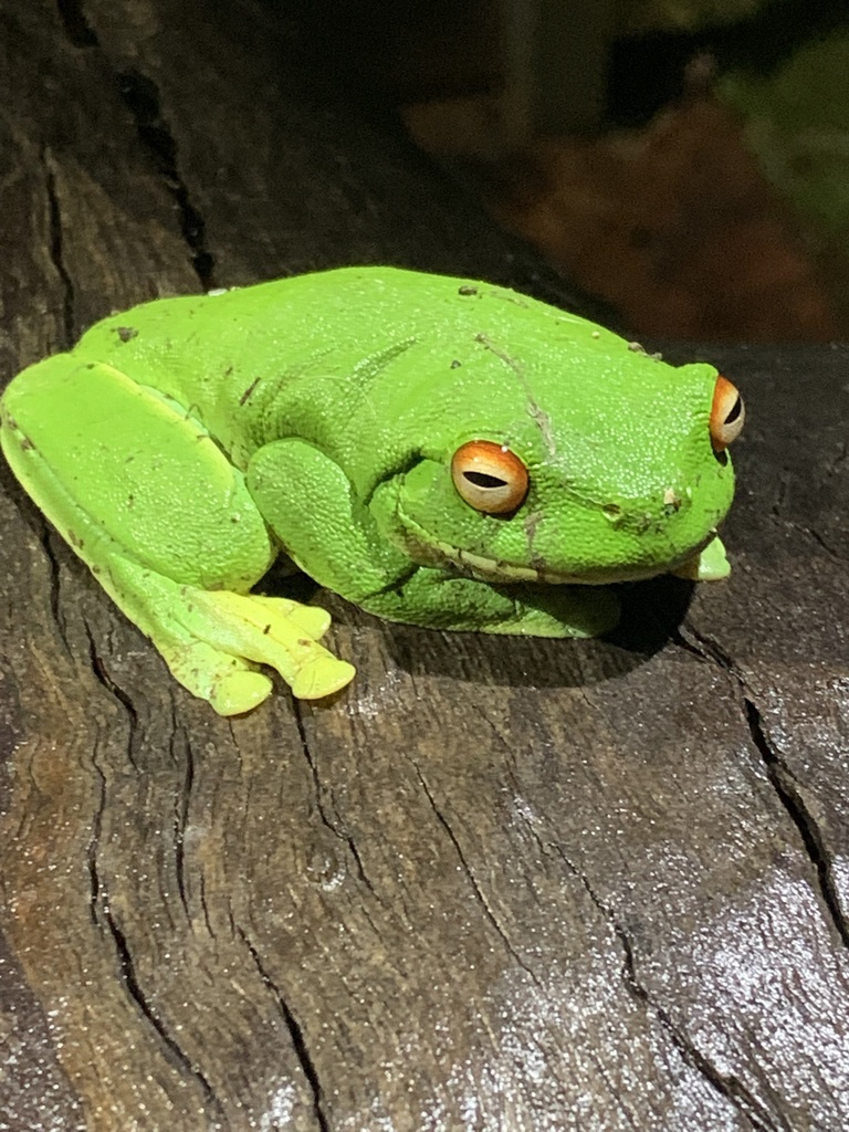 Orange-eyed Tree Frog in April 2022 by doopstervikki · iNaturalist