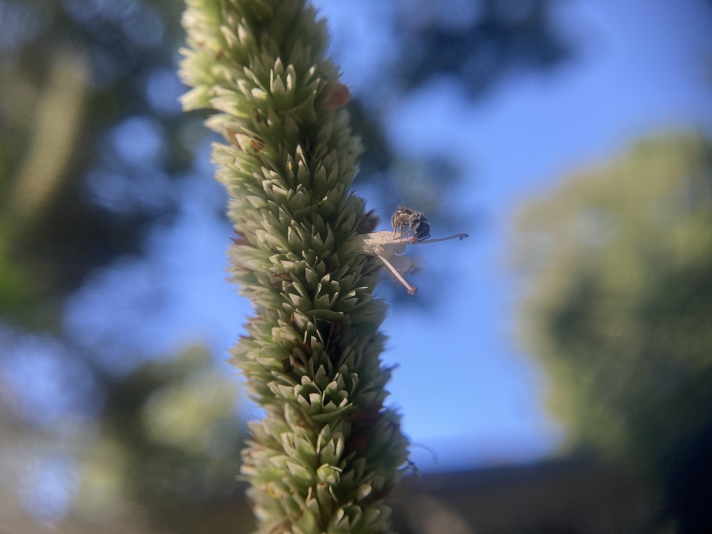Metallic Sweat Bees in September 2022 by M. L.. Looks more like a bee ...