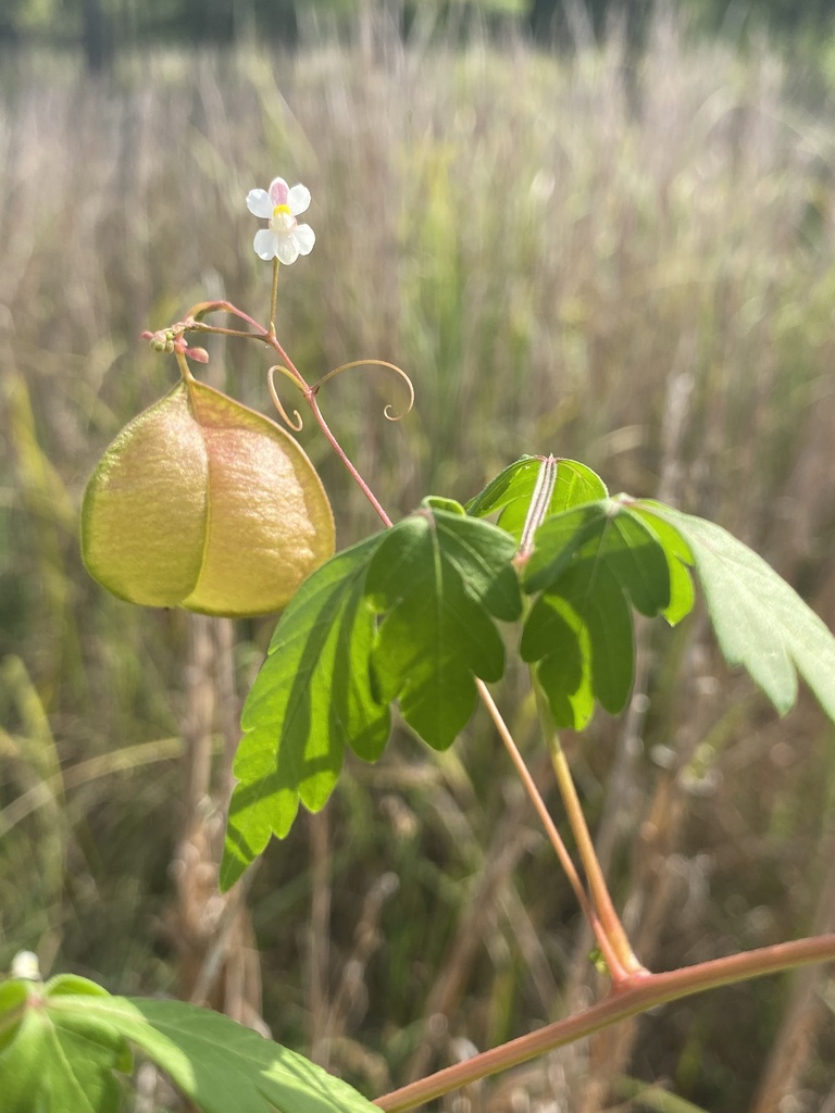 Lesser Balloon Vine from Roland, AR, US on September 1, 2022 at 09:57 ...