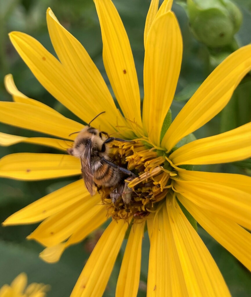 Hunt's Bumble Bee from Douglasdale, Calgary, AB T2Z, Canada on ...