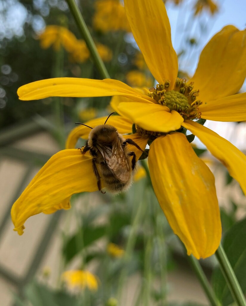 Red-belted Bumble Bee from Douglasdale, Calgary, AB T2Z, Canada on ...