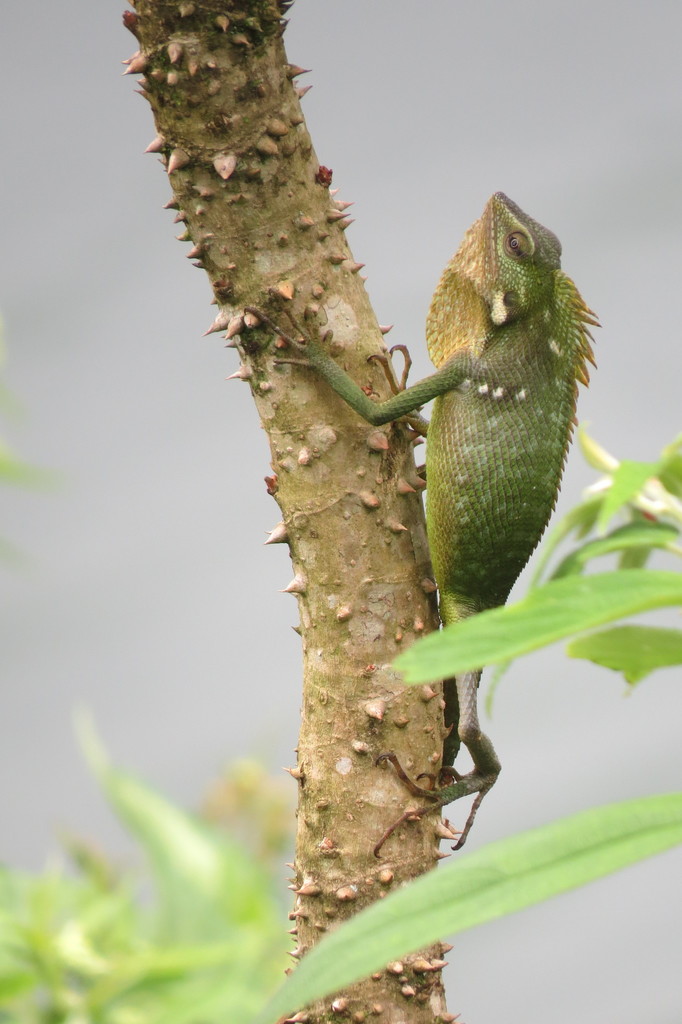 Great Crested Canopy Lizard (Zodiac animals(十二生肖)of thailand) · iNaturalist