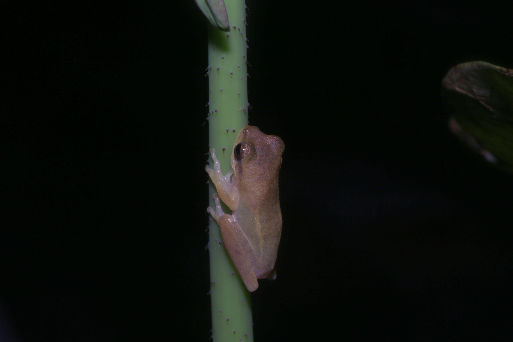 Chiromantis nongkhorensis (Cochran, 1927)