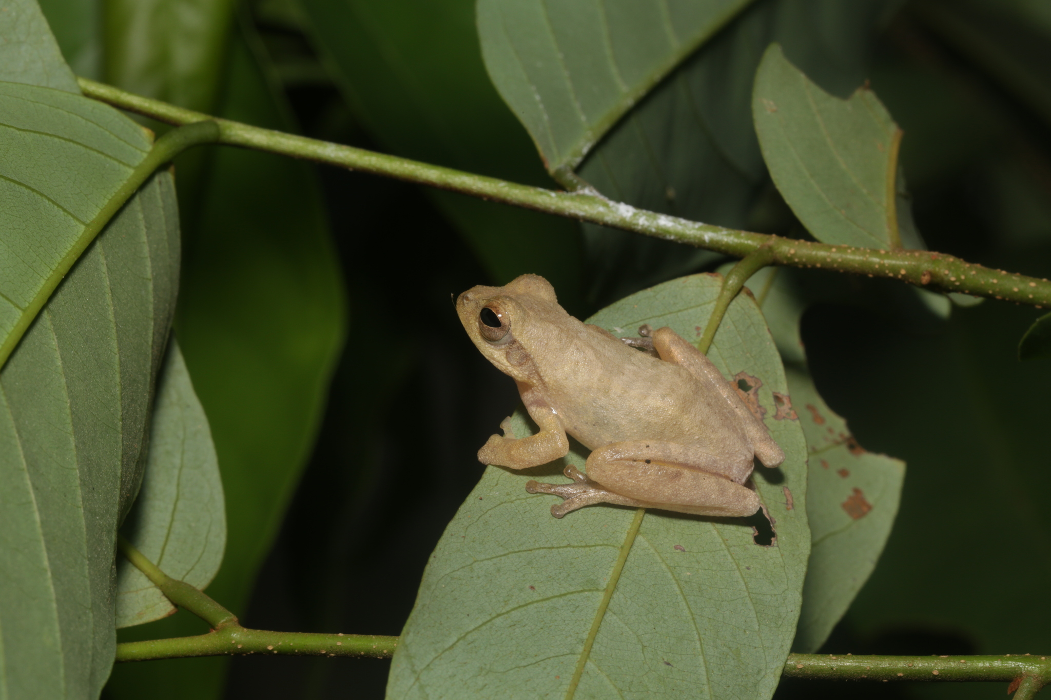 Chiromantis nongkhorensis (Cochran, 1927)