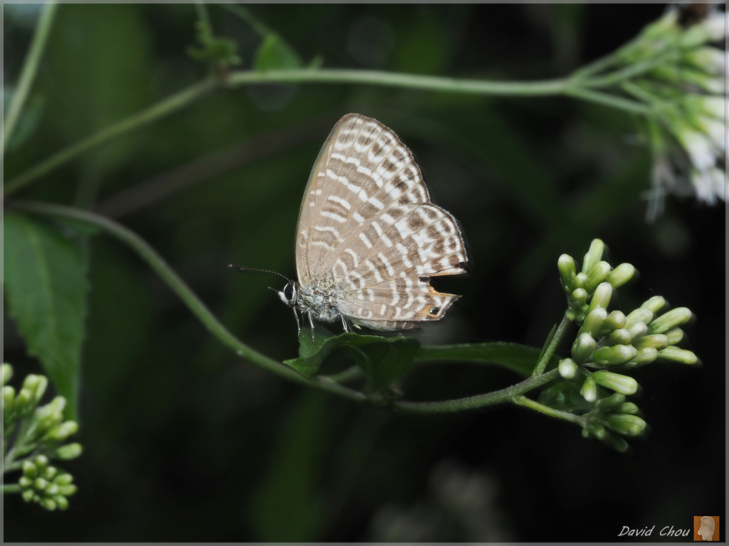 Transparent 6-line Blue from 台灣新竹縣 on August 28, 2022 at 01:15 PM by ...