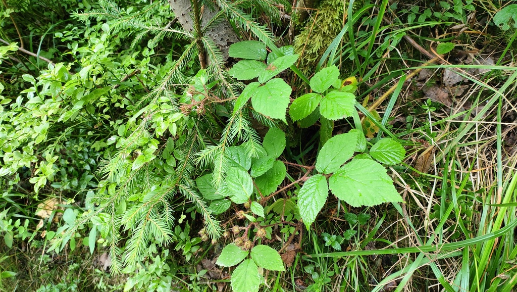 Rubus hirtus from Powiat tatrzański, Polska on August 11, 2022 at 04:05 ...