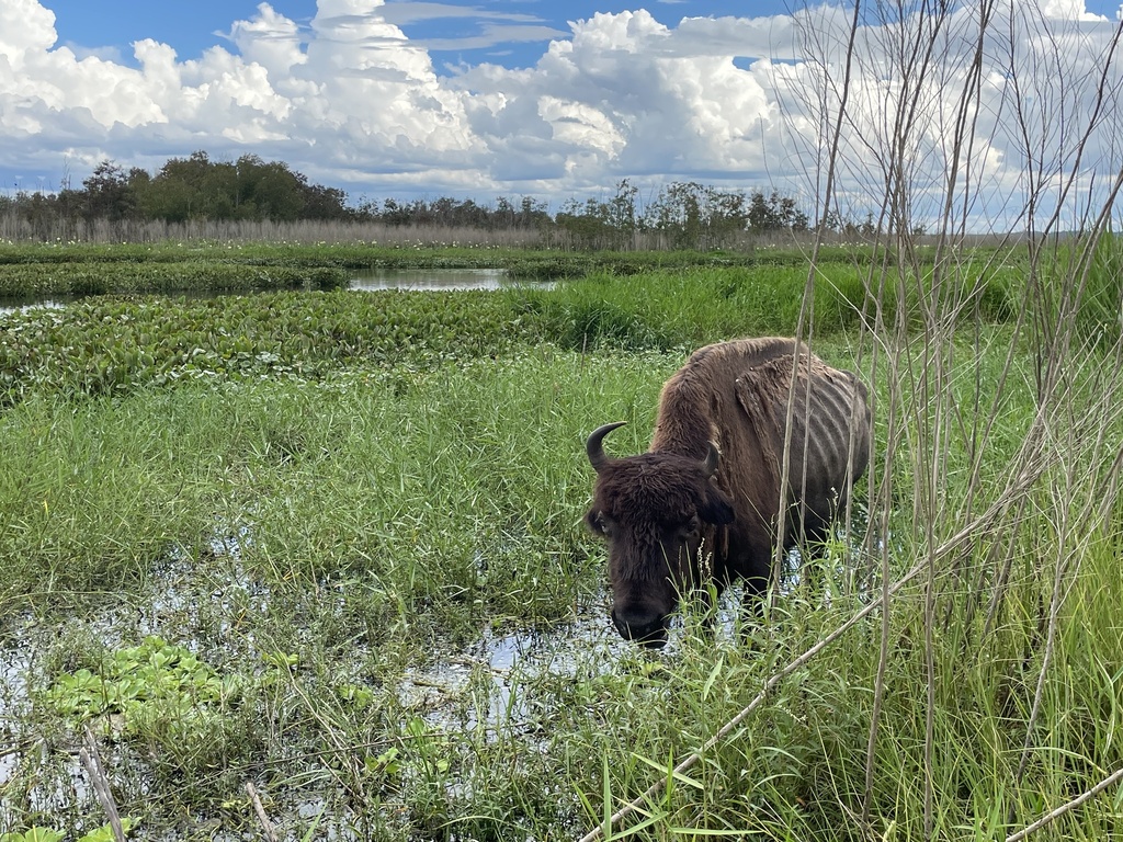 Plains Bison from Paynes Prairie Preserve State Park, Gainesville, FL ...