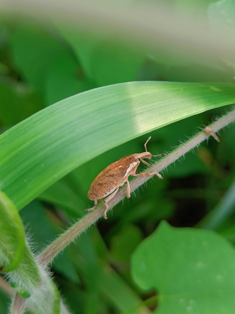 Winged and Once-winged Insects from Raigarh, IN-CT, IN on August 27 ...