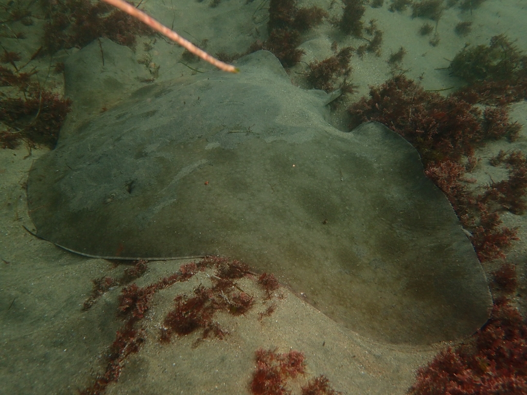 California Butterfly Ray (Gymnura marmorata) - Marine Life Identification