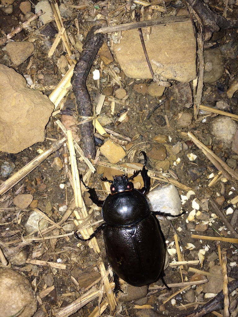 Eastern Hercules Beetle in July 2018 by Brian Hunt. Came flying into ...