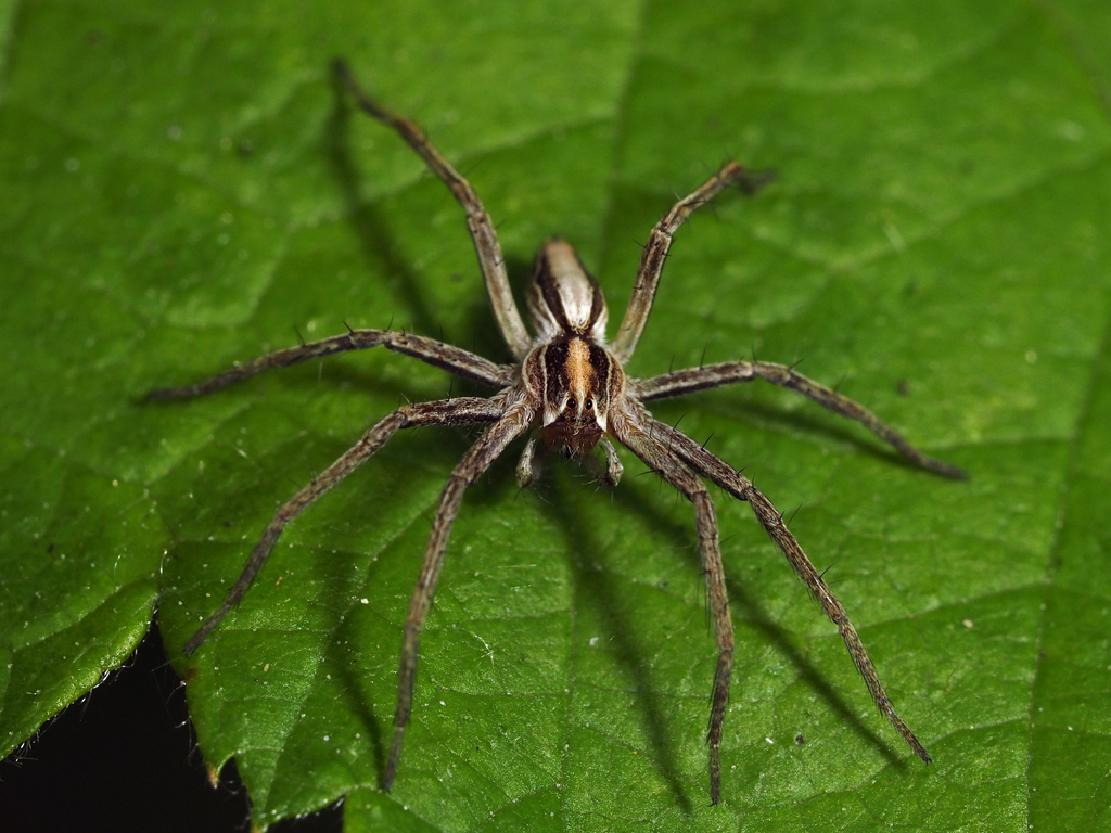 European Nursery Web spider from Provincia di Bergamo, Italia on ...