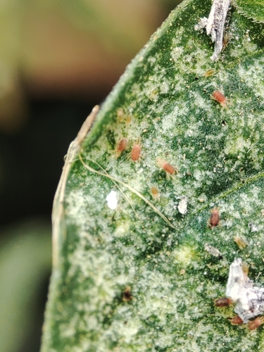 Tobacco Spider Mite (Tetranychus evansi) · iNaturalist