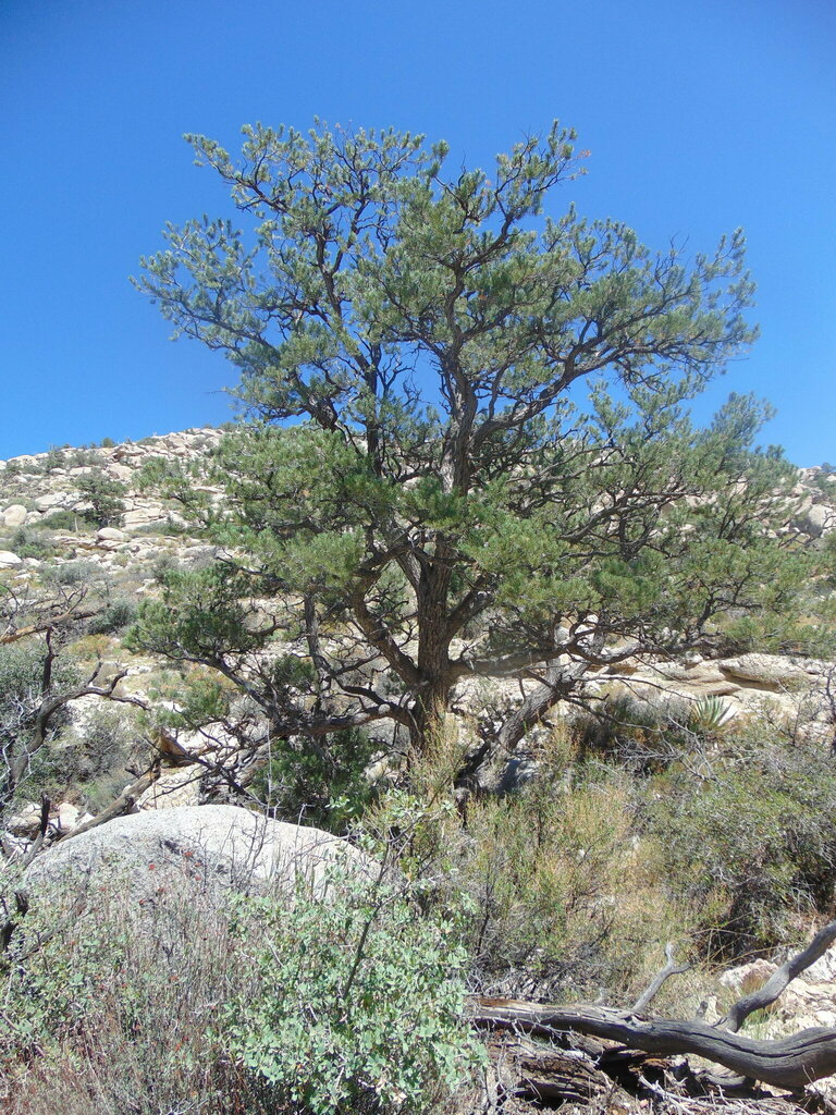 singleleaf pinyon from Mexicali, B.C., México on August 30, 2022 at 12: ...