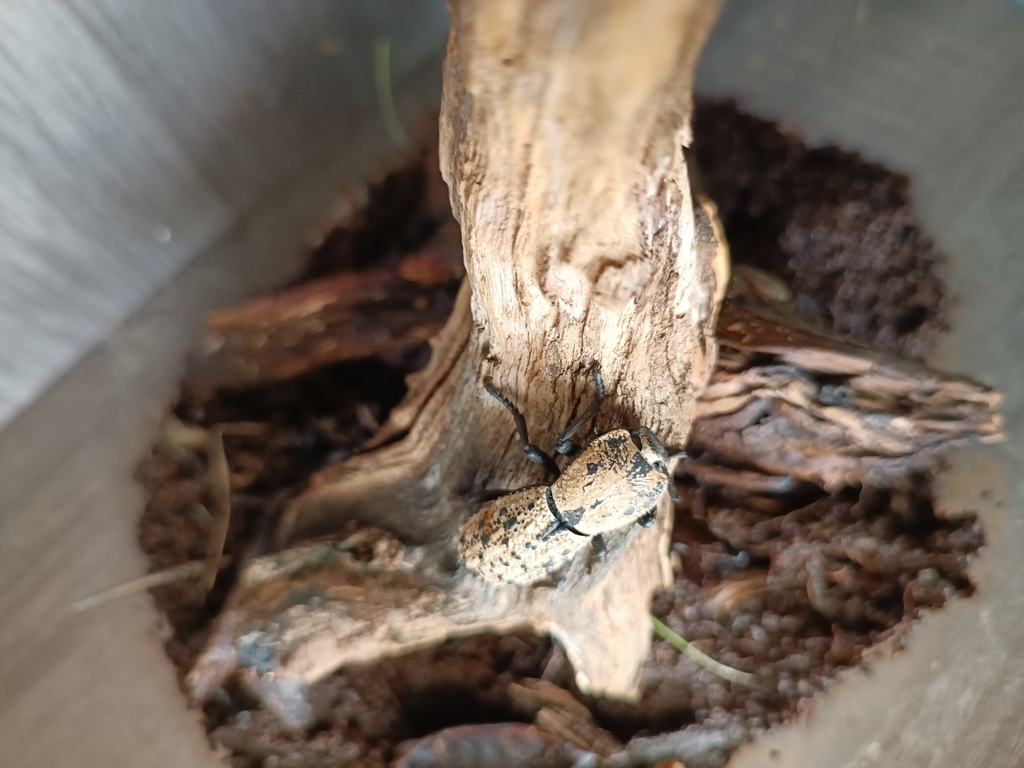 Zopherus chilensis from Yaxkukul, Yuc., México on September 1, 2022 at ...