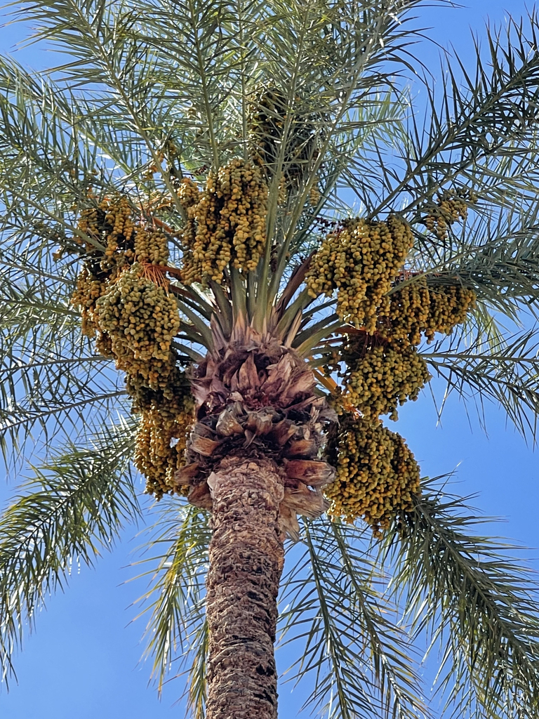 Date Palm (Phoenix dactylifera) - Botanical Realm