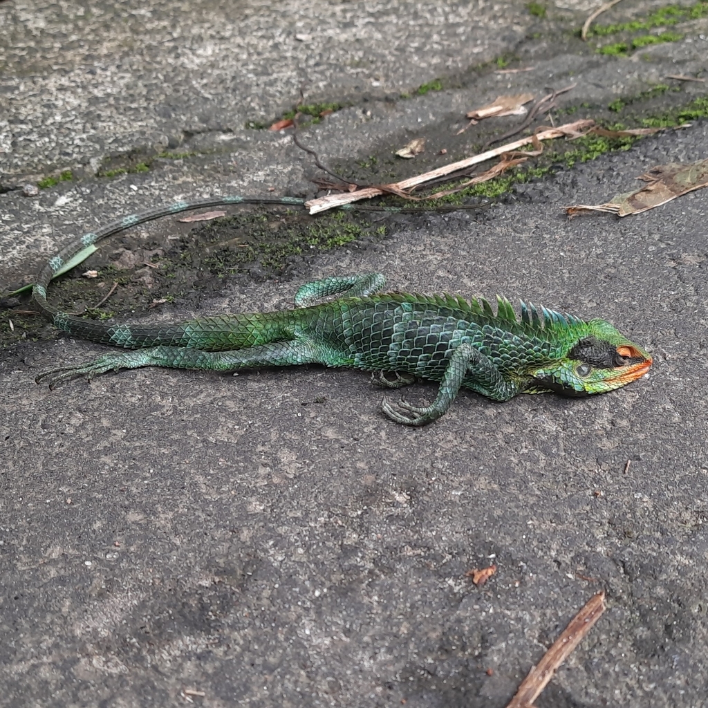 Large Scaled Forest Lizard from Ramapuram on September 1, 2022 at 05:03 ...