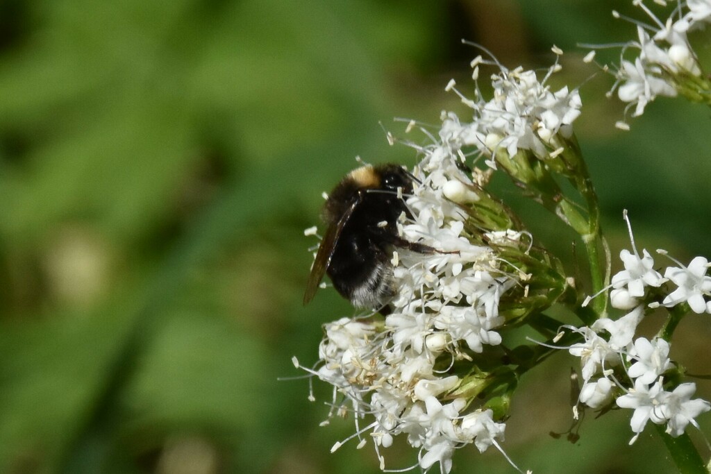 Western Bumble Bee from North Okanagan, BC, Canada on July 30, 2022 at ...
