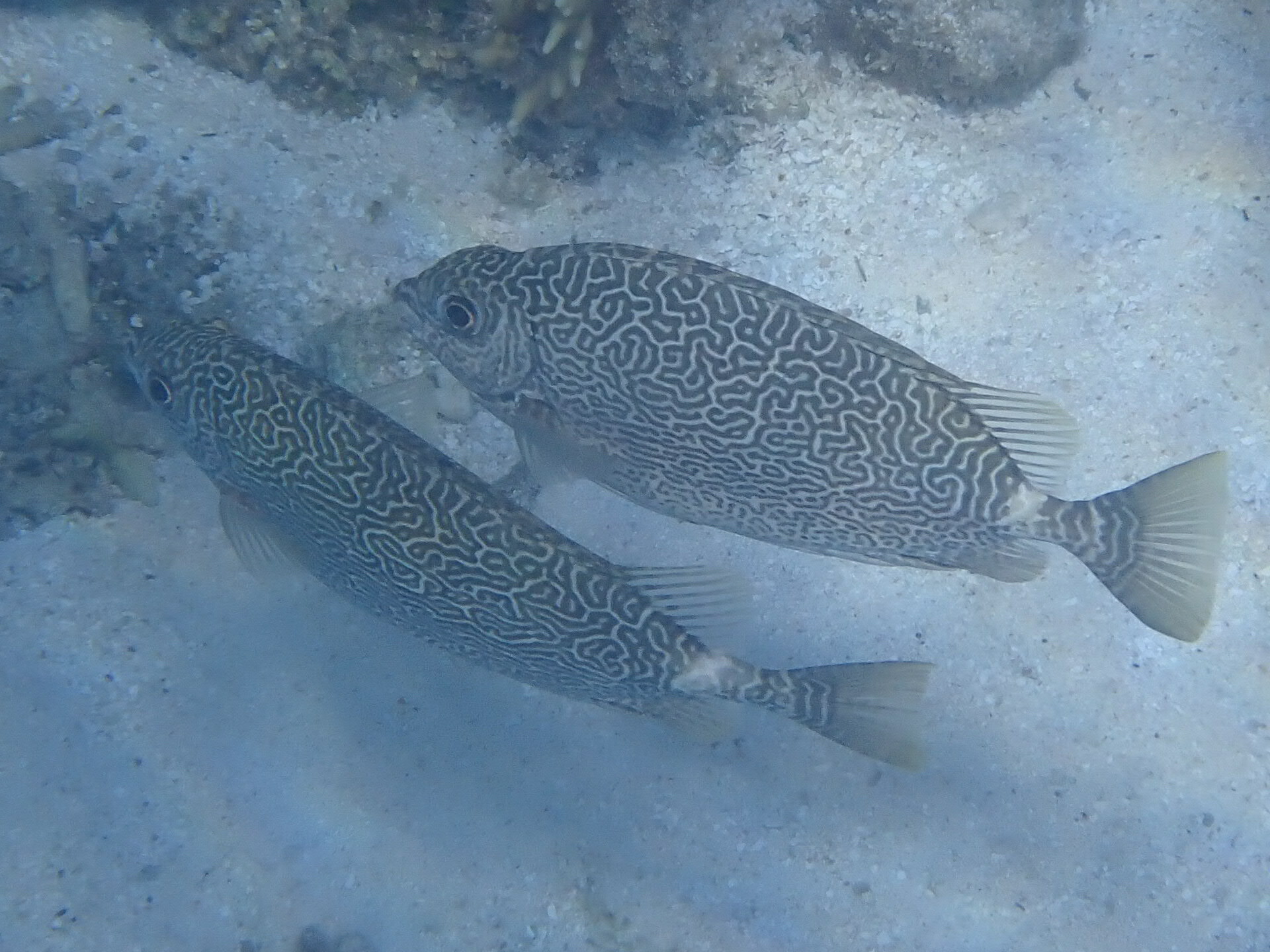 Siganus spinus (Linnaeus, 1758)