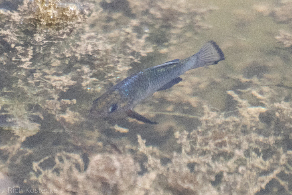 Sheepshead Minnow from Crockett, Texas, United States on August 26 ...