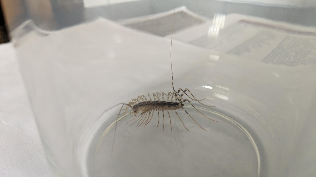 Japanese House Centipede from Liberty Township, IN, USA on September 1 ...