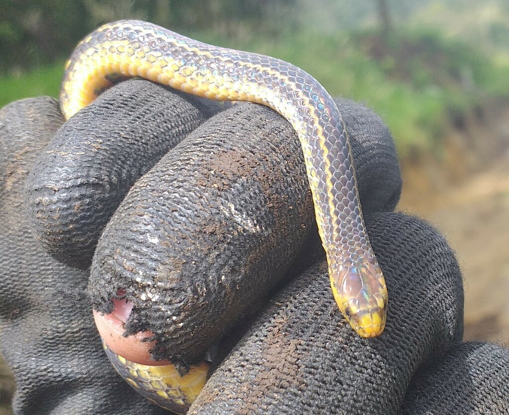 Atractus paisa from La Unión, Antioquia, Colombia on May 02, 2022 at 10 ...