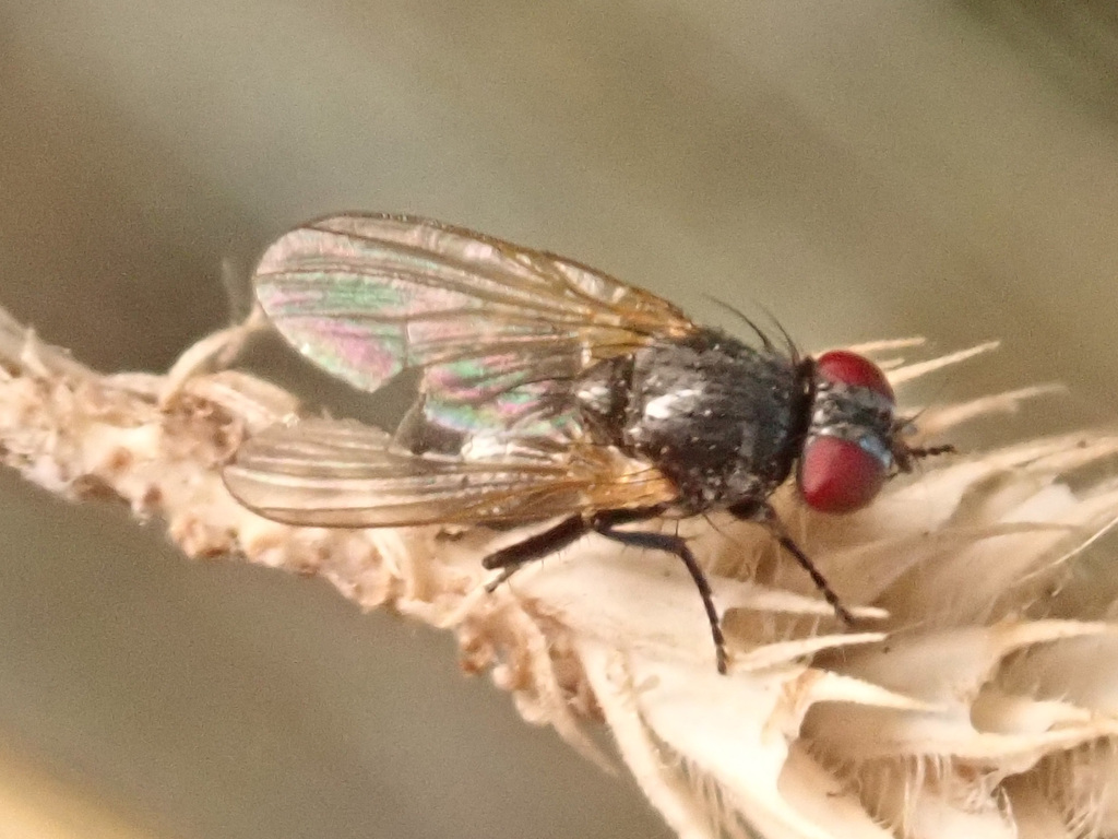 Fannia from Krasnogorsk, Moskva, Russia on September 01, 2022 at 05:52 ...