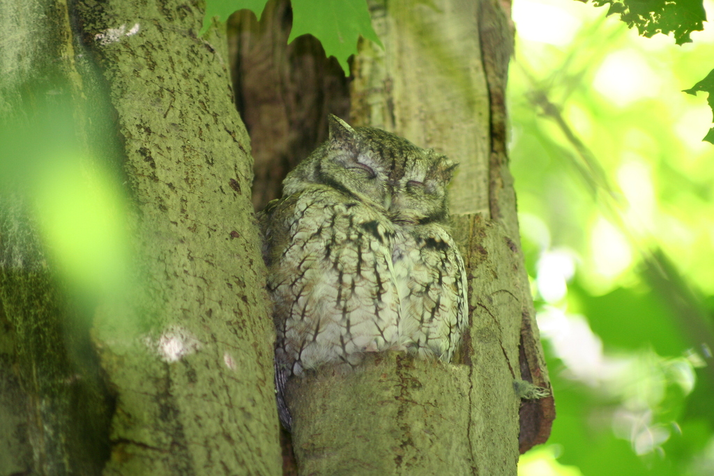 Eastern Screech-Owl from Waterloo, ON, Canada on September 01, 2022 at ...