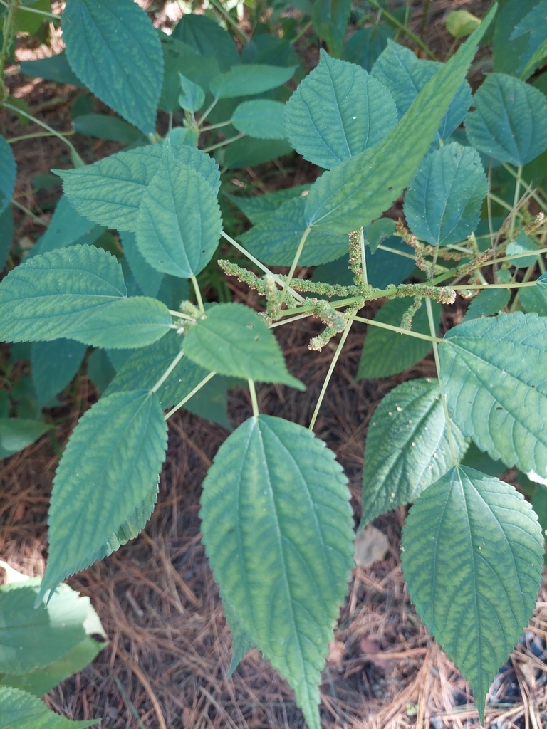 false nettle from Druid Hill Park, Baltimore, MD, USA on September 01 ...