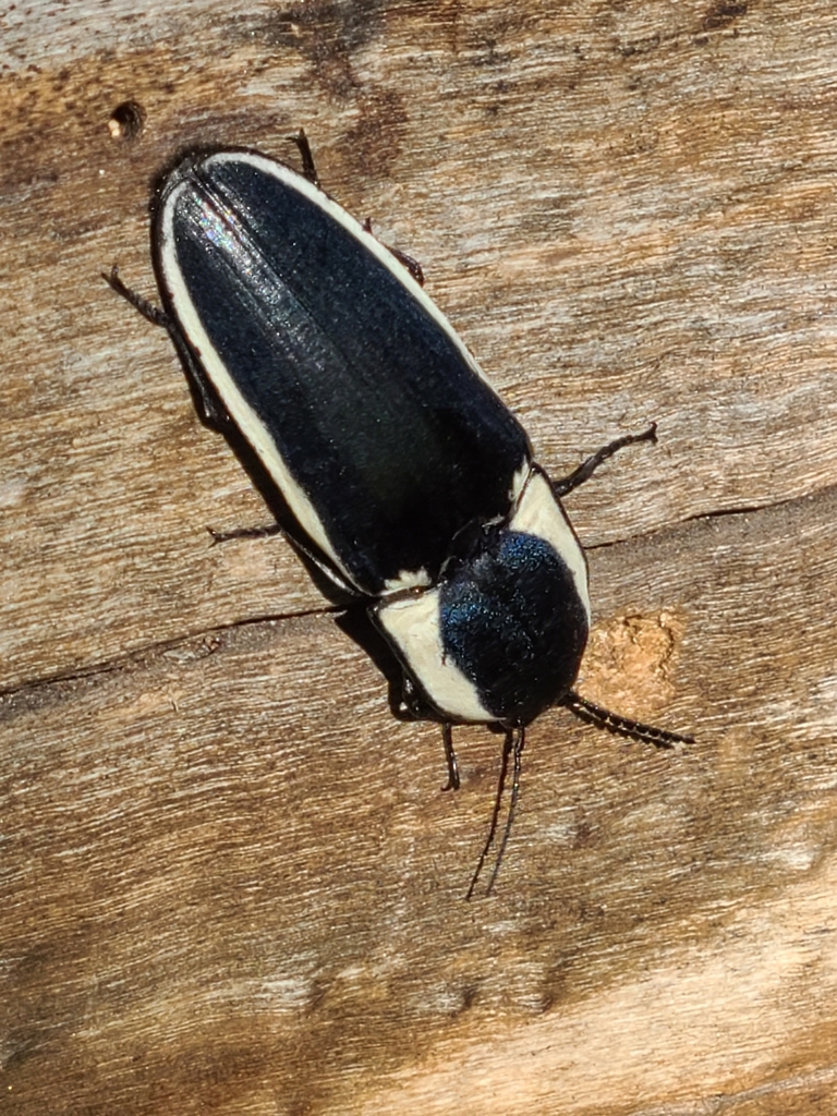 apache click beetle from Patagonia, AZ 85624, USA on September 01, 2022 ...