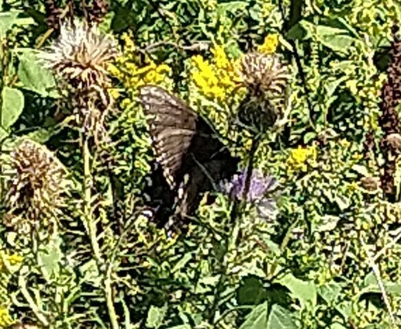 Eastern Tiger Swallowtail from Hayfield Township, MN 55940, USA on ...