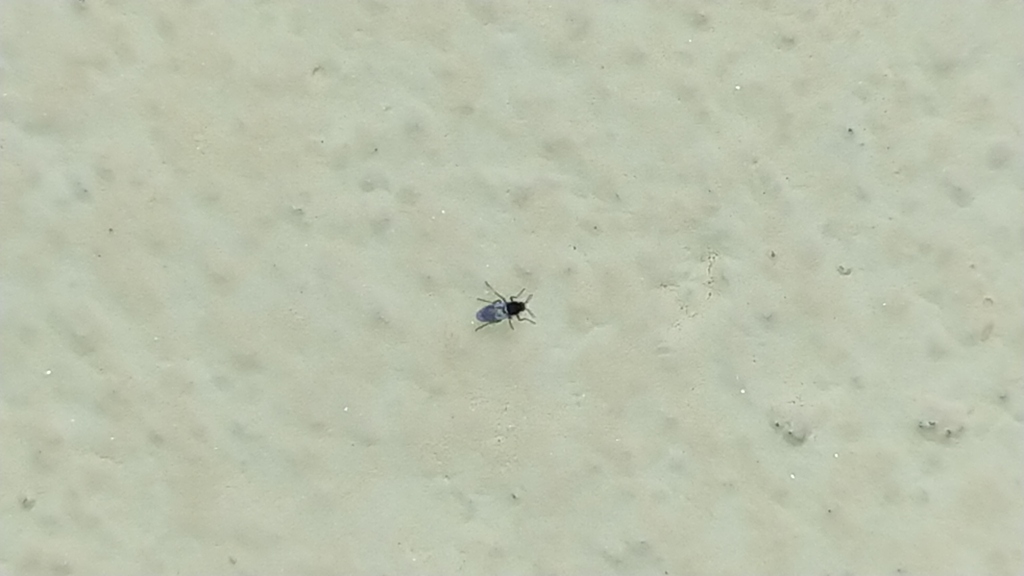 Winged and Once-winged Insects from La Capital, Santa Fe, Argentina on ...