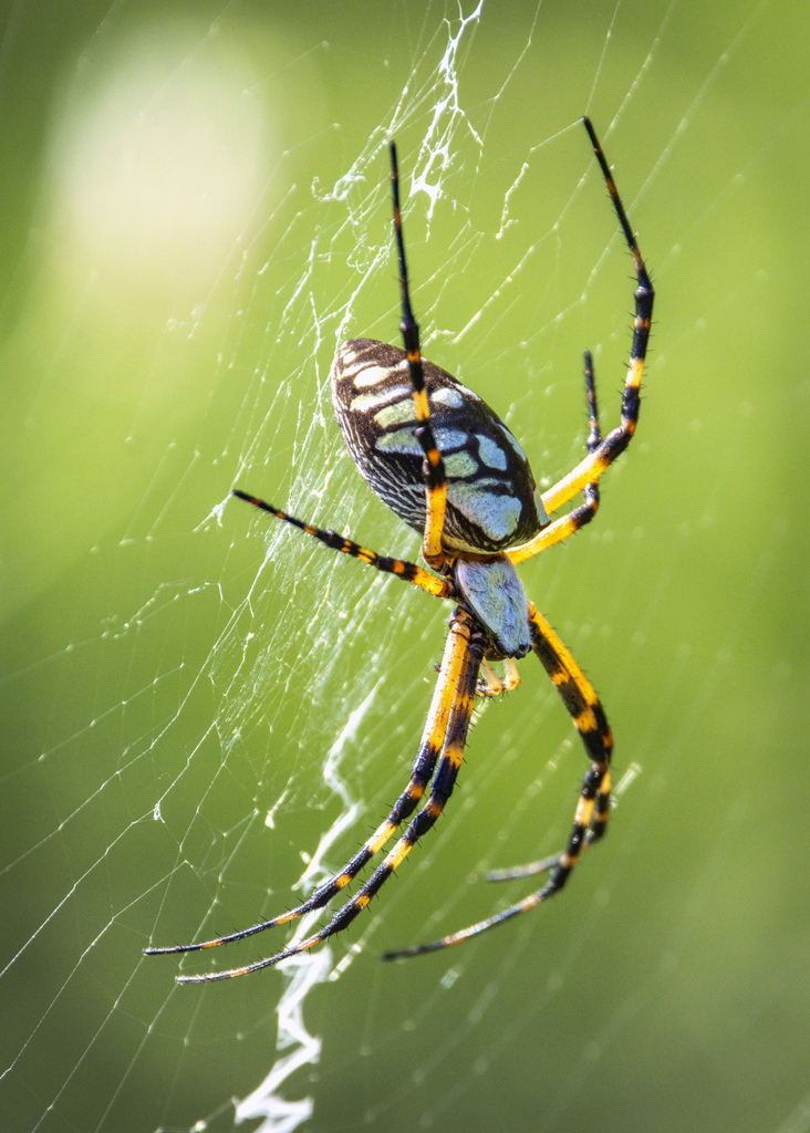 Yellow Garden Spider from Shadow Creek Ranch, Pearland, TX, USA on ...