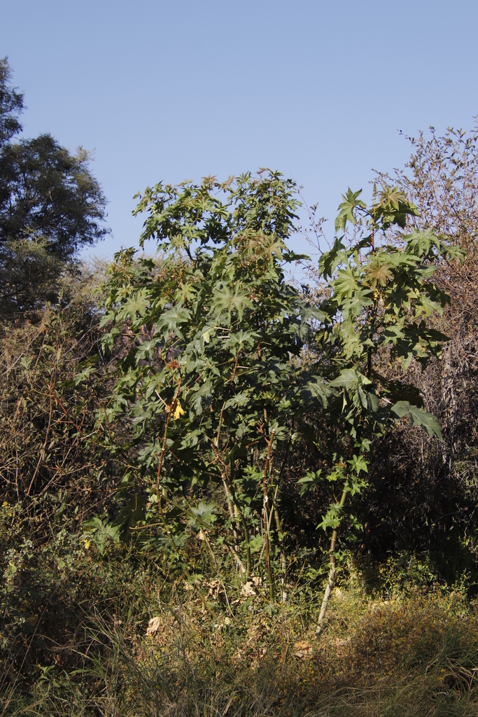 castor bean from Upper access road, above restaurant, Waterberg Plateau ...