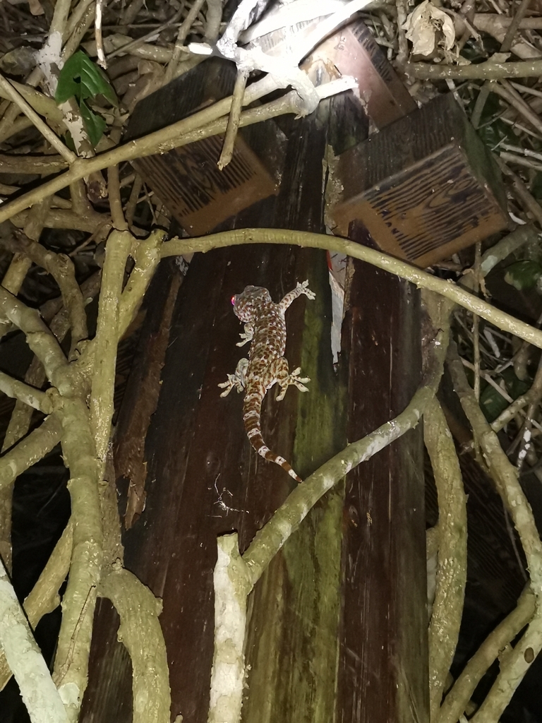 Tokay Gecko from Xishuangbanna Dai, CN-YN, CN on September 02, 2022 at ...
