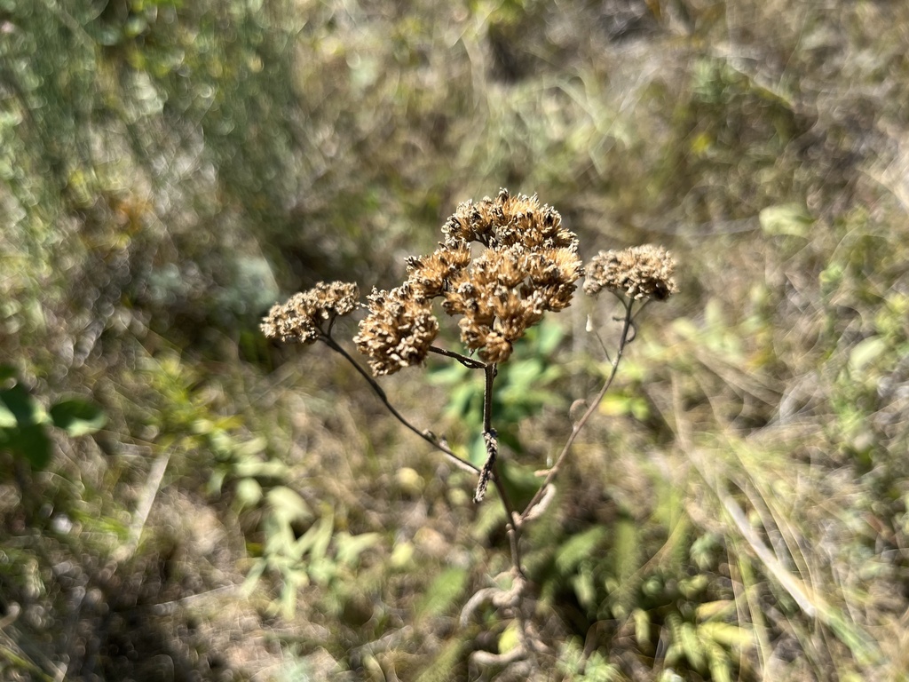 common yarrow from Redberry No. 435, SK, CA on August 30, 2022 at 12:26 ...