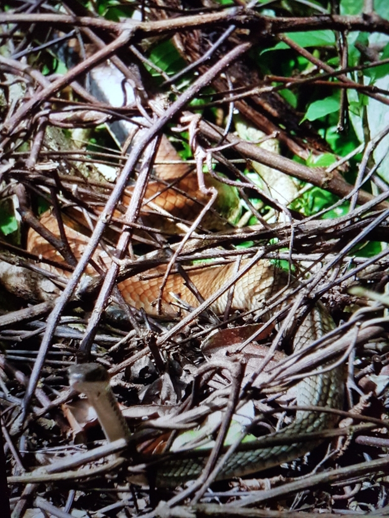 Brown Rat Snake from Kinabatangan, Sabah, Malaysia on August 6, 2018 at ...