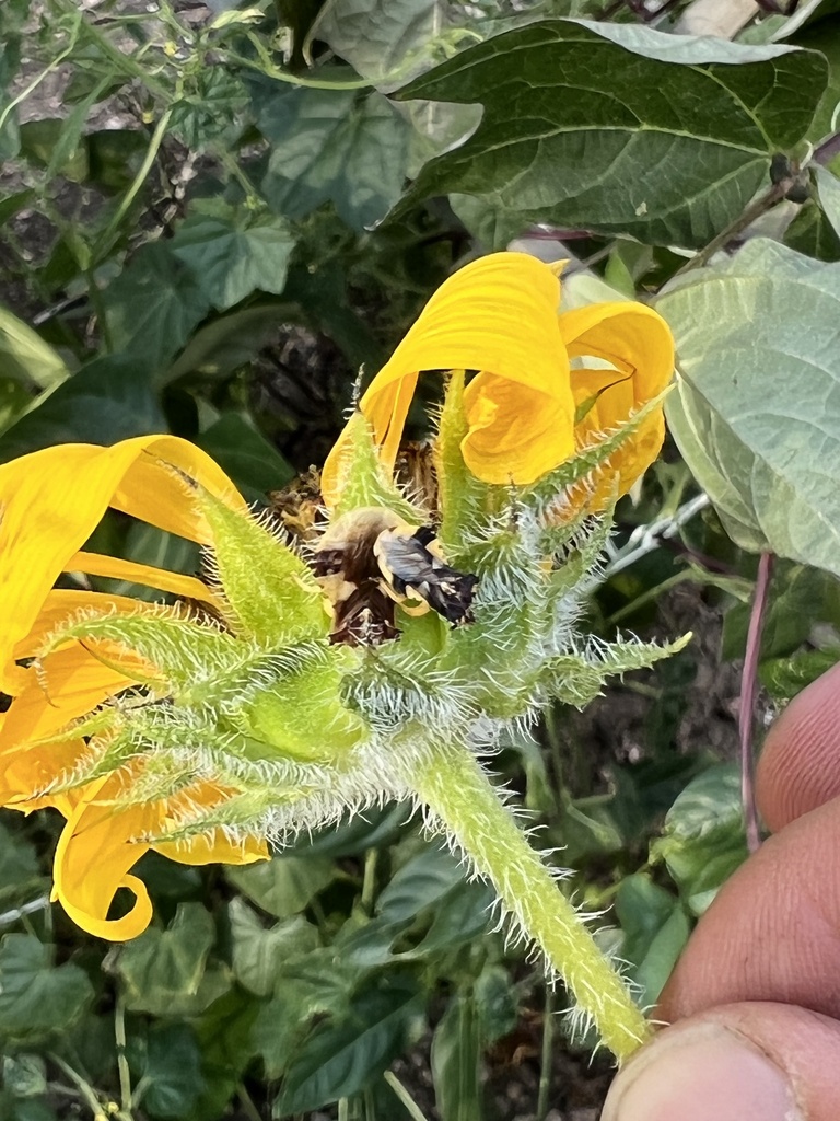 Jagged Ambush Bug from Second St, Fort Collins, CO, US on September 01 ...