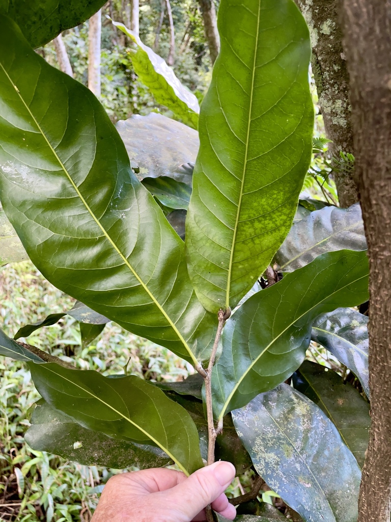 Polynesian chestnut (Inocarpus fagifer) - Botanical Realm