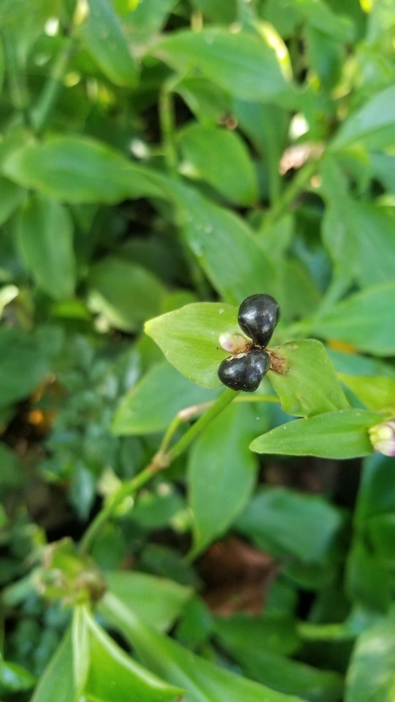Cohitre Blanco from Zona Industrial Plan de La Laguna, El Salvador on ...