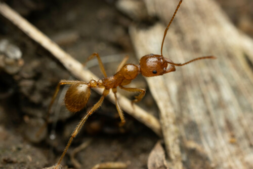 Aphaenogaster pythia · iNaturalist