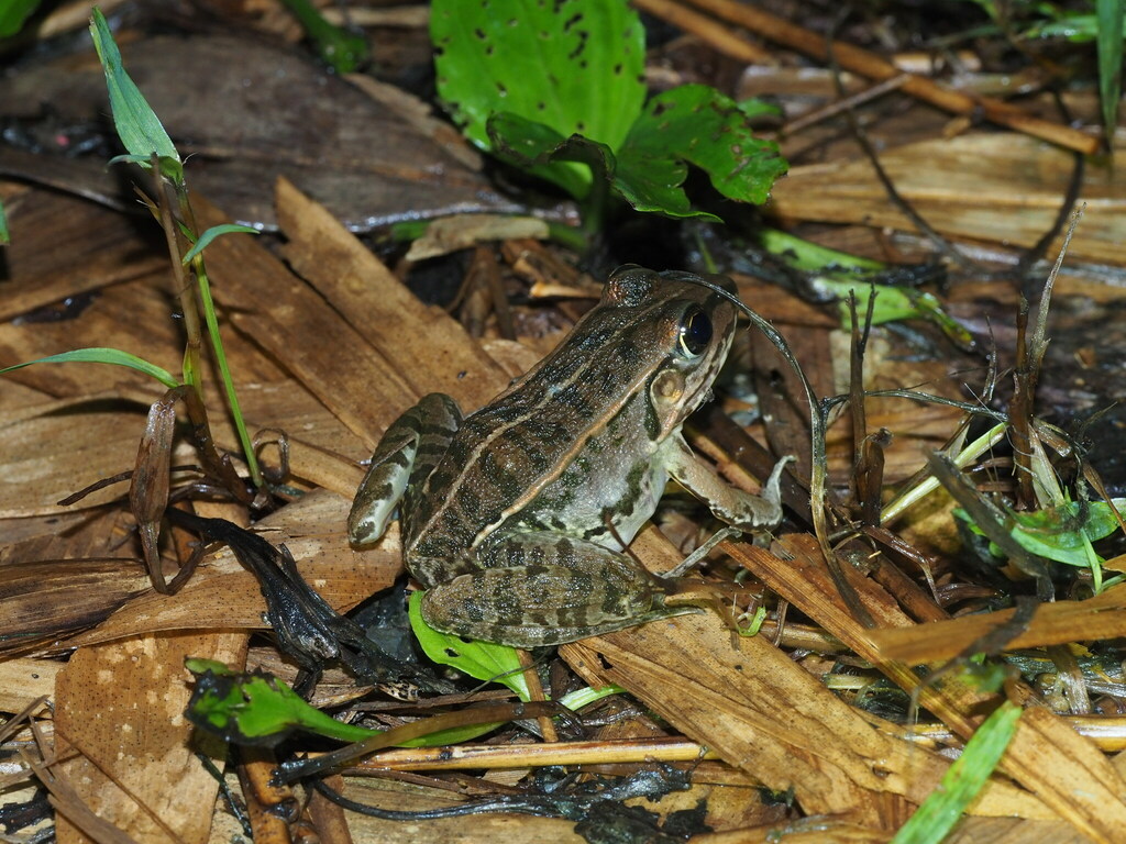 Black-spotted Frog in August 2022 by 小铖/Smalltown · iNaturalist