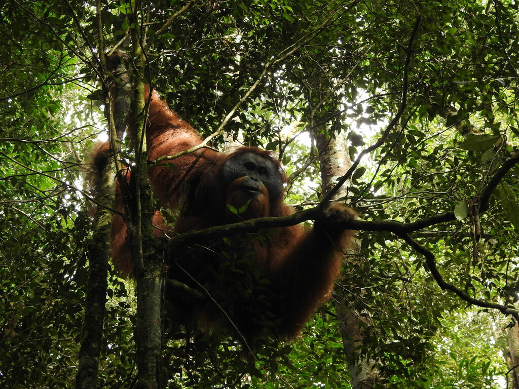 Orangutans (Pongo) - Know Your Mammals